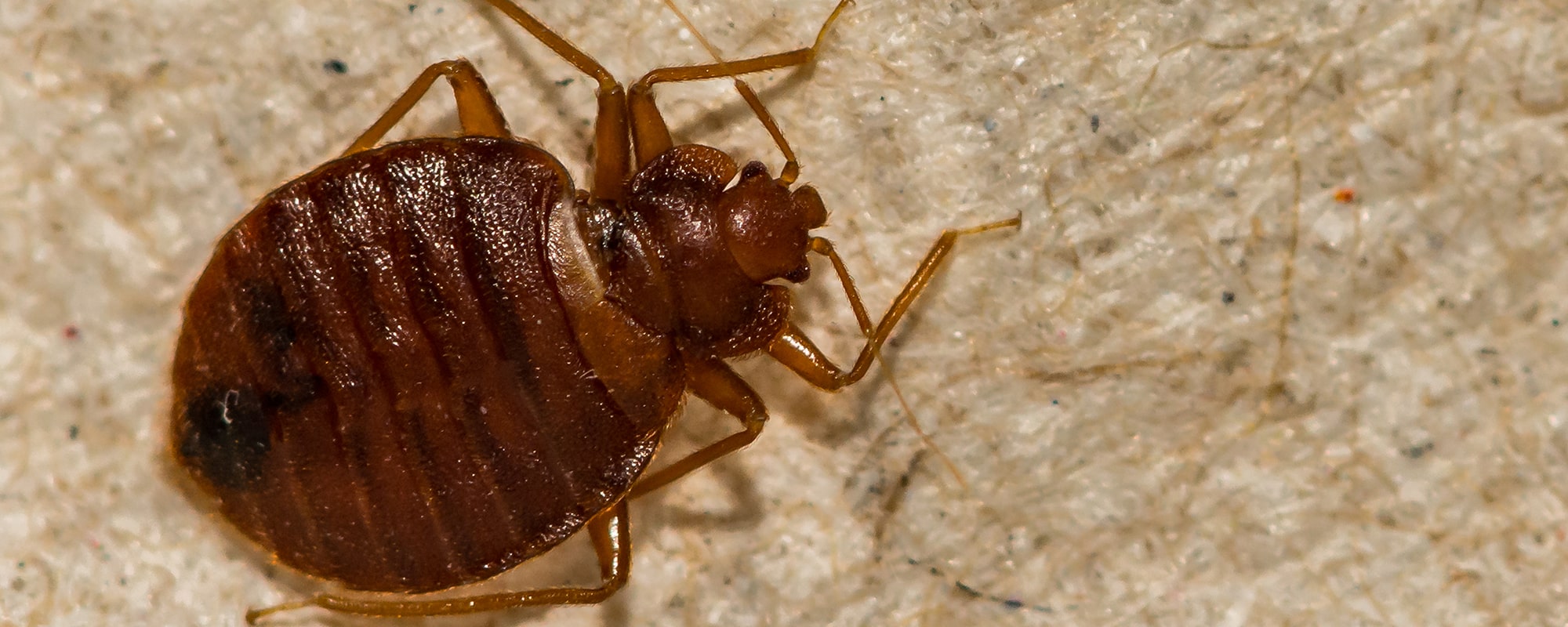 Bed Bug Preparation Service - Complete Pest Solutions
