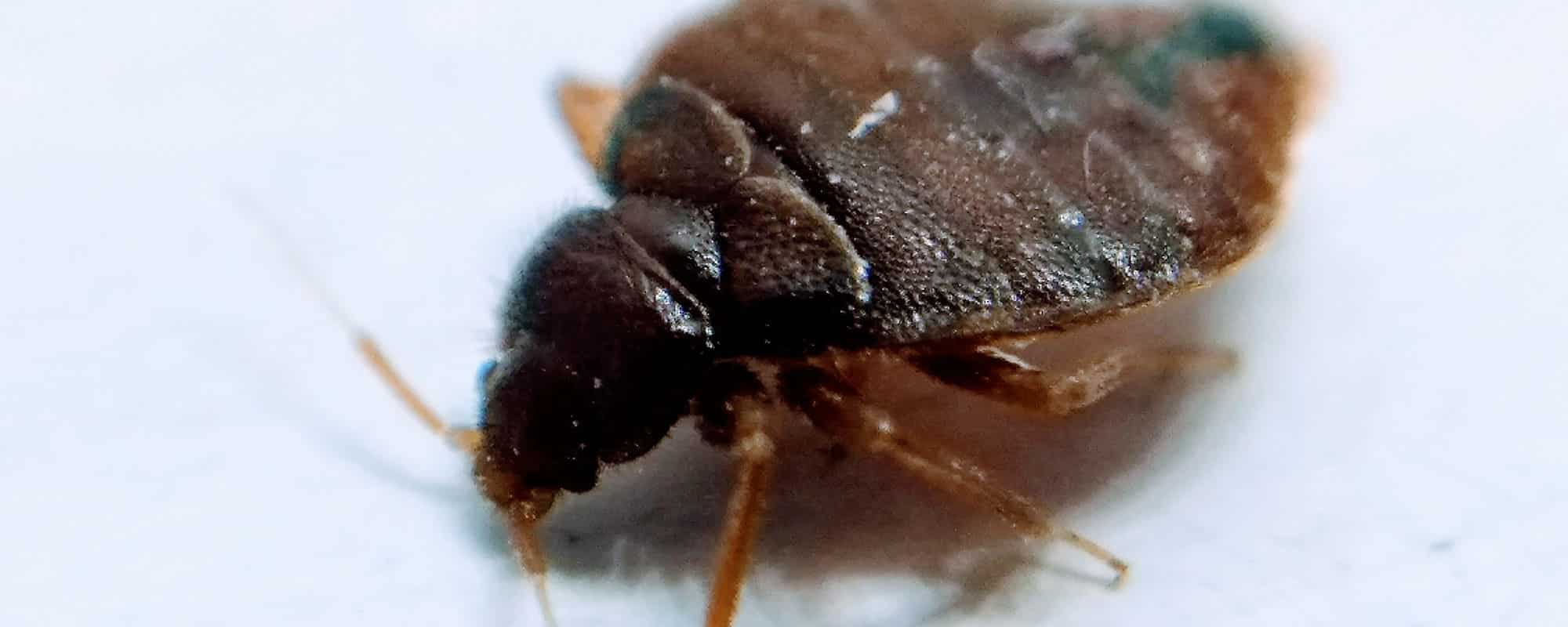 Bed Bug Precautions | Complete Pest Solutions