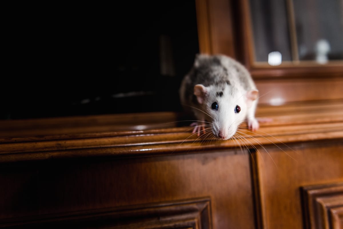 The Rat Next Door: Ohio’s Common Norway Rat – Complete Pest Solutions